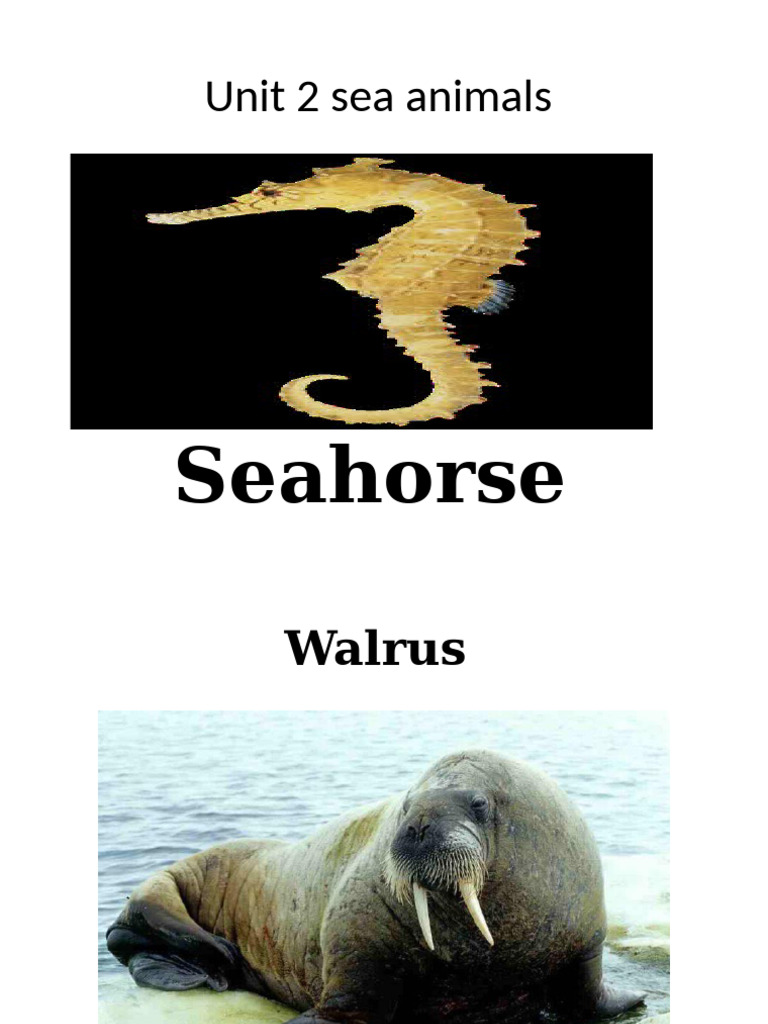 Unit 2 Sea Animals | PDF