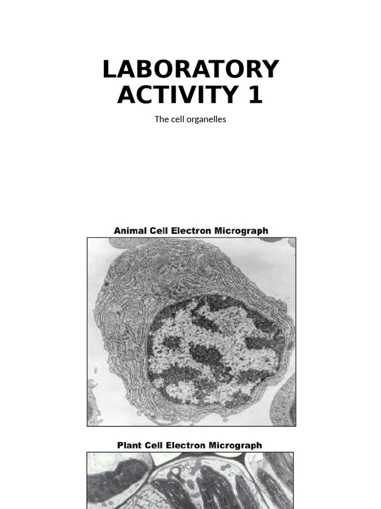 LAB_ACT_1_ppt-1 | PDF