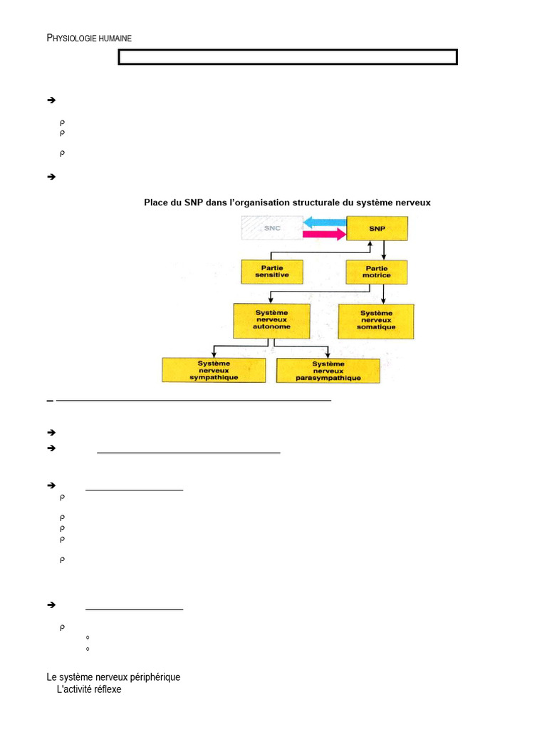 Le Systeme Nerveux Peripherique - L'Activite Reflexe | PDF