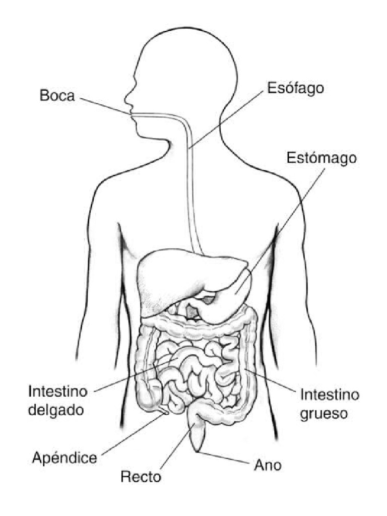 Sistema Pdf