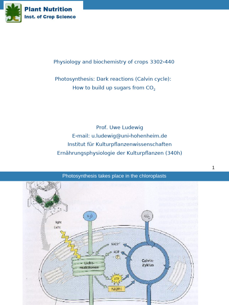 4 Photosyn - Calv e | PDF