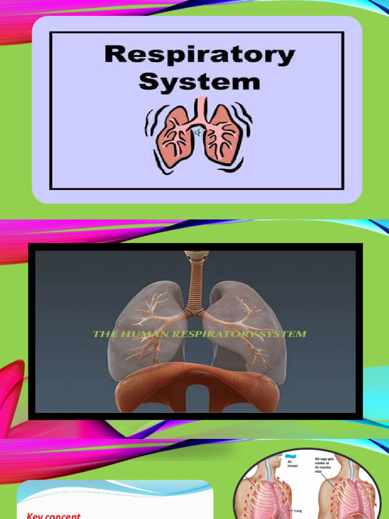 Respiratory System | PDF