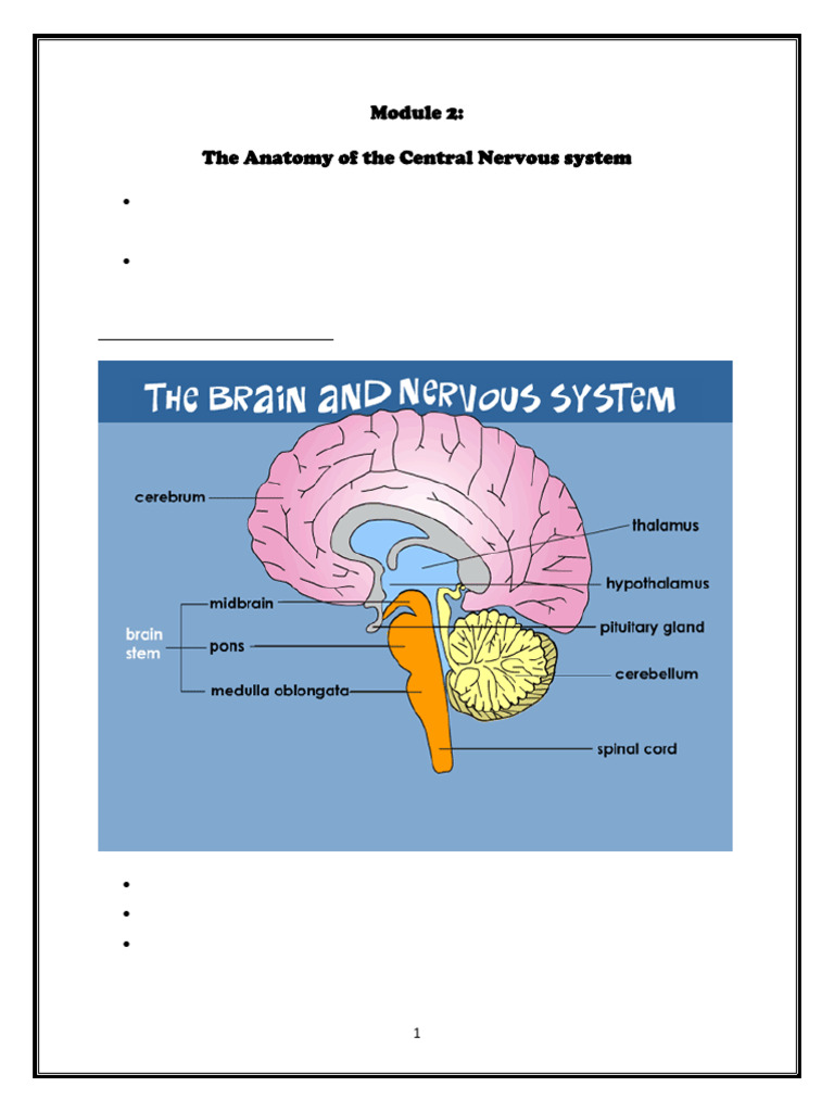 Module 2 CNS | PDF
