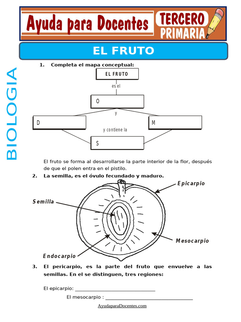 Partes y tipos de frutos para niños | PDF | Fruta | Plantas
