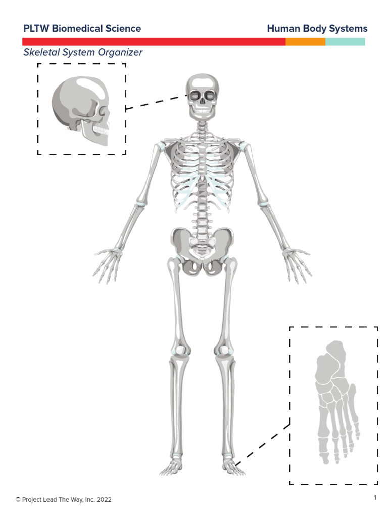 HBS Skeletal Organizer | PDF