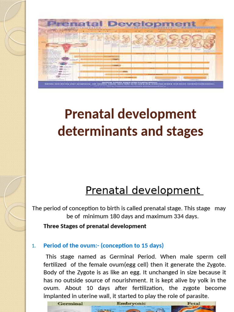 Prenatal Development, Determinants and Stages | PDF