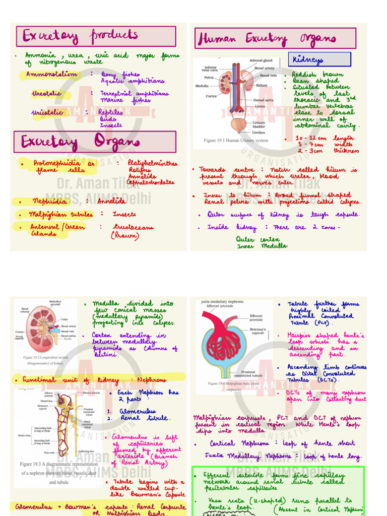 Excretion Digital Notes PDF | PDF | Kidney | Urinary System