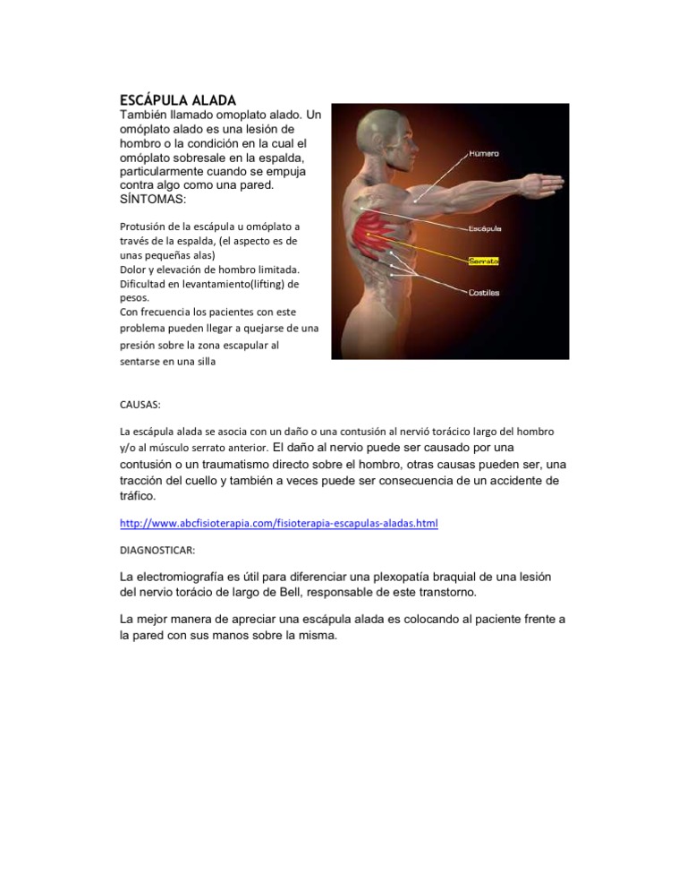 ESCÁPULA ALADA | Hombro | Enfermedades y trastornos humanos