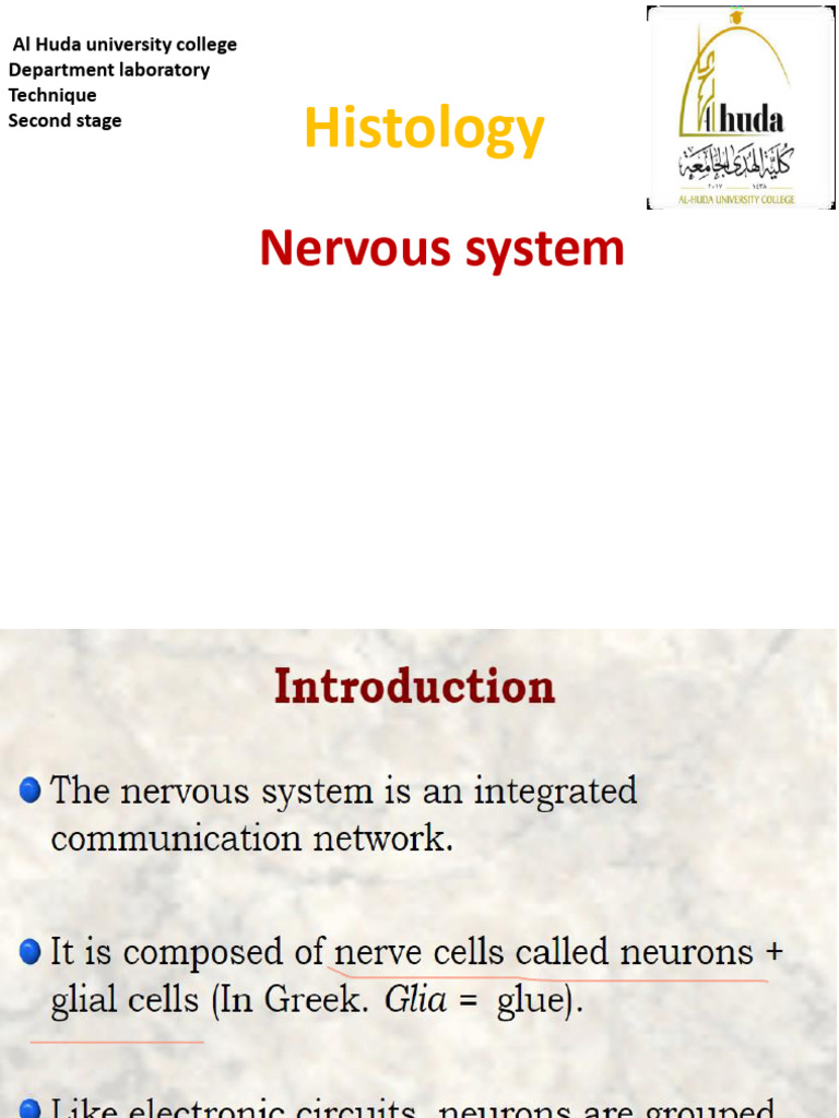 Nervous System | PDF