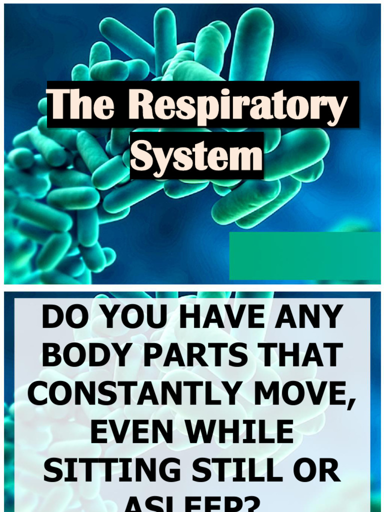 Lesson 1 - Respiratory System | PDF
