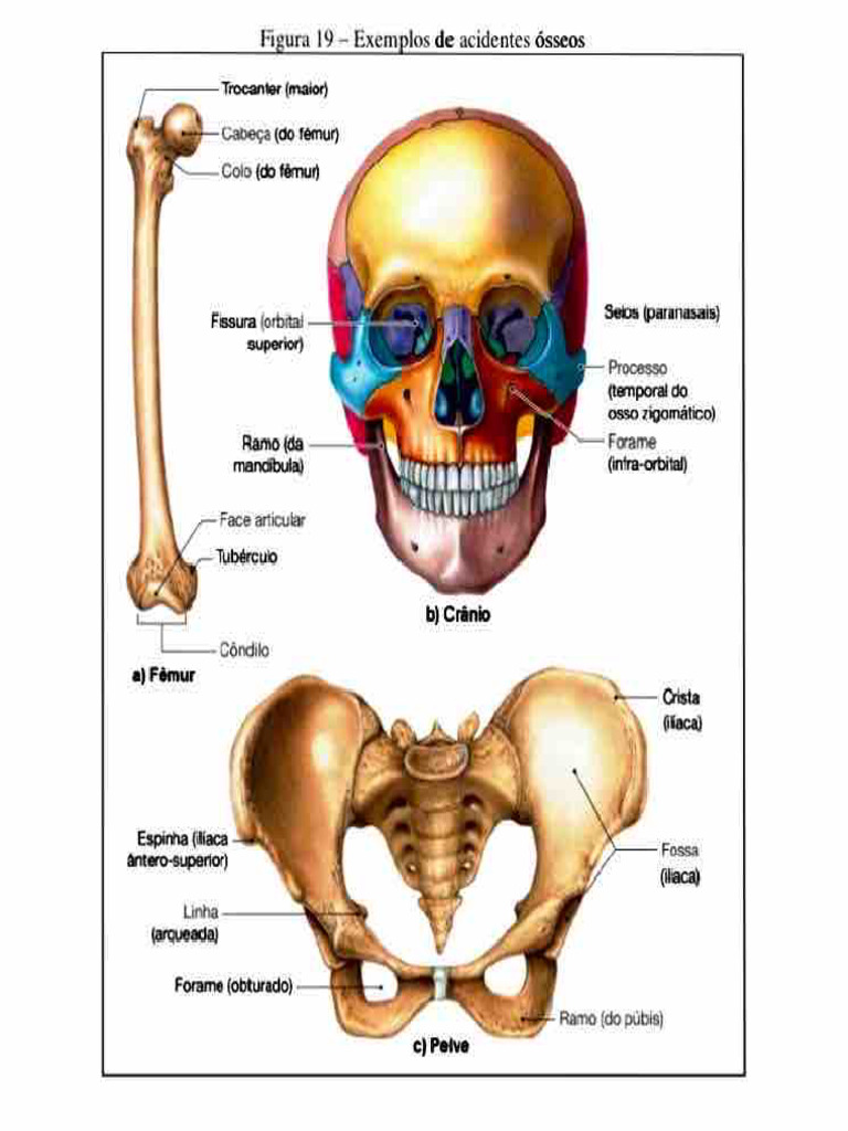 Osso Esqueleto Pdf