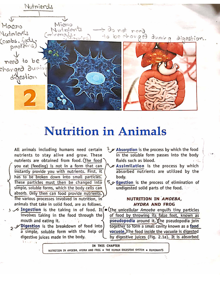 Class-Vii - Nutrition in Animals | PDF