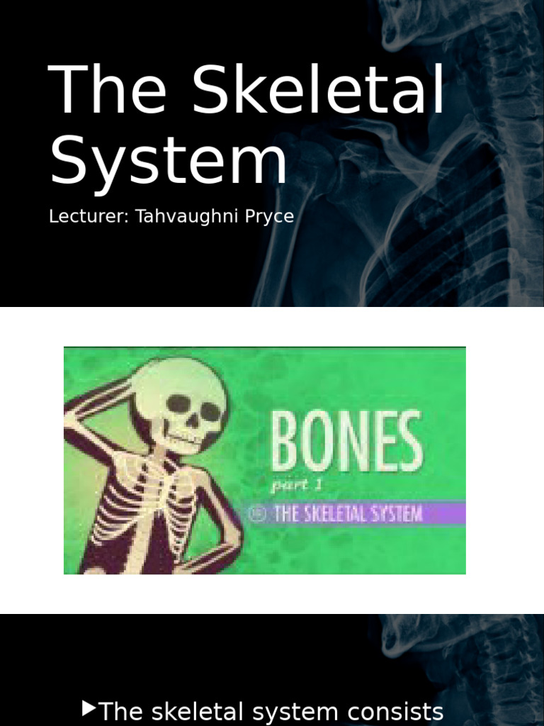 Skeletal System | PDF