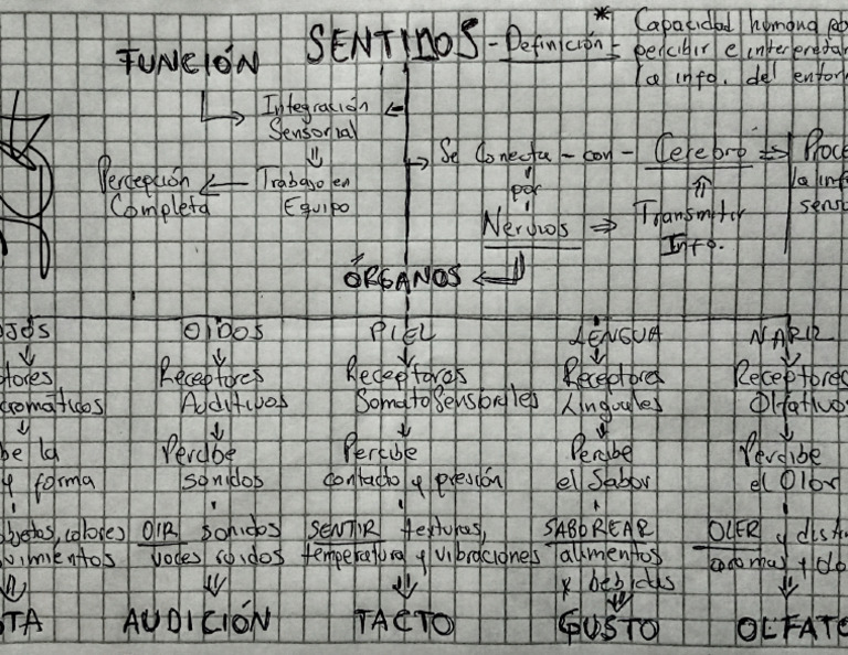 Mapa Sentidos | PDF