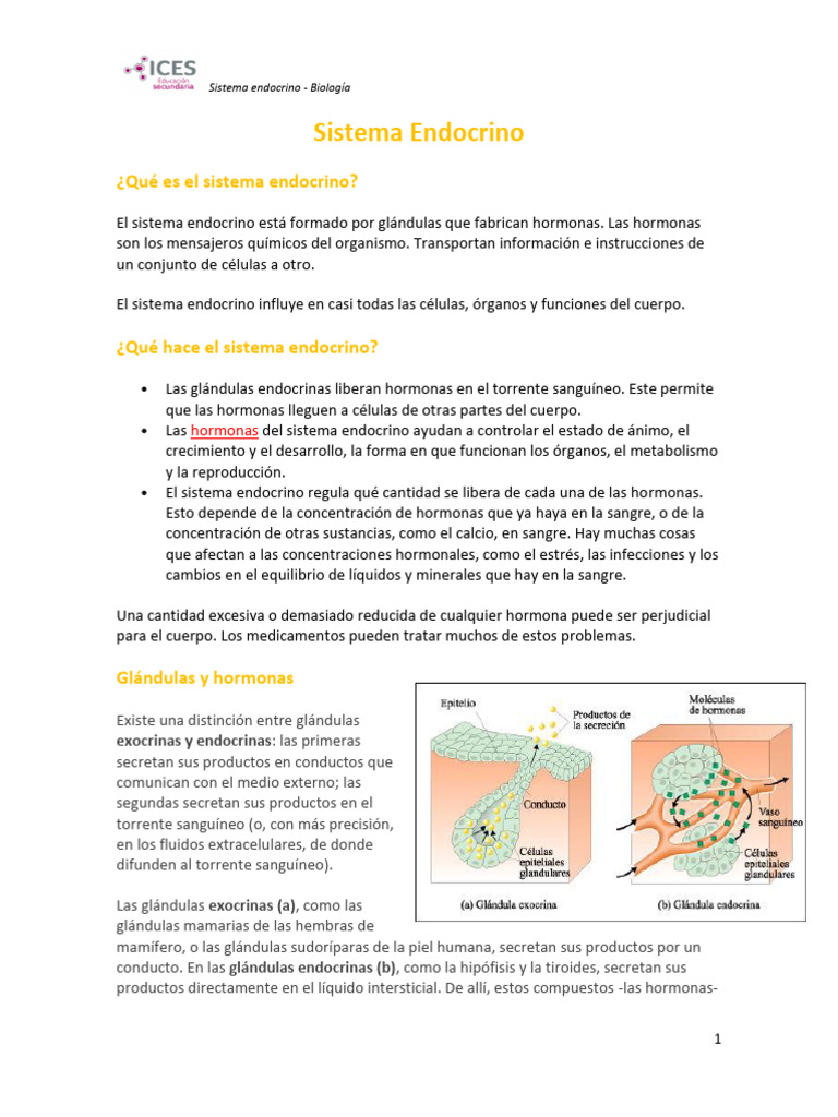 Sistema Endocrino - Apunte | PDF