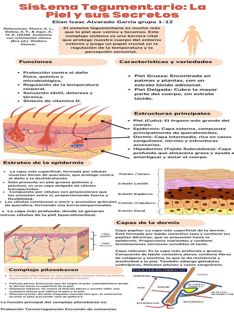 Sistema Tegumentario | PDF