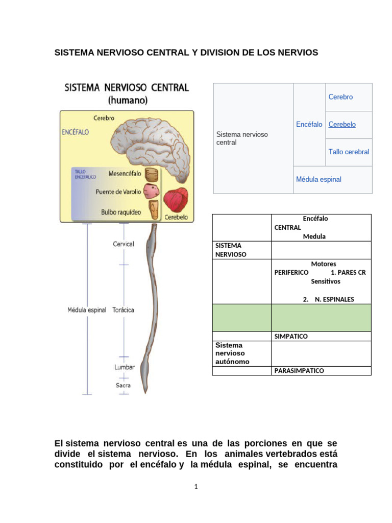 SISTEMA NERVIOSO CENTRAL Y DIVISION DE LOS NERVIOS | PDF