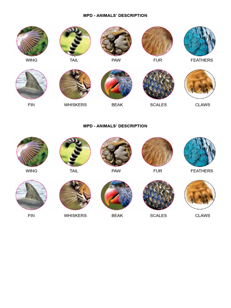 MPD - Animals' Description | PDF