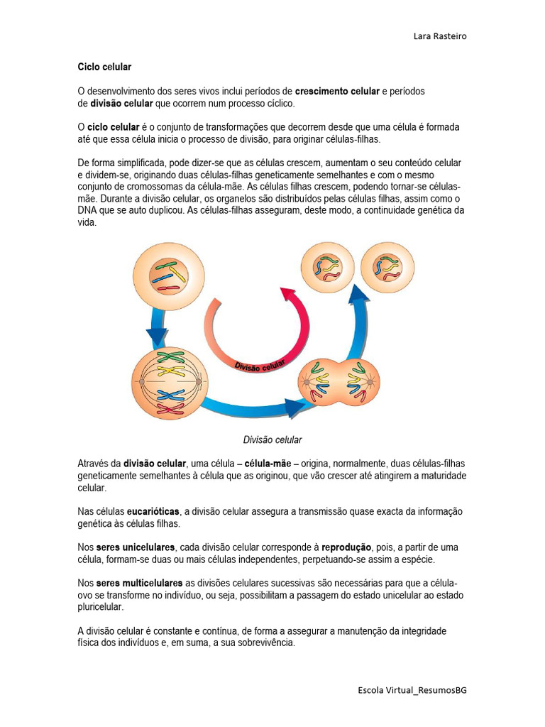 Ciclo Celular e Mitose_ResumoBG 11º | PDF