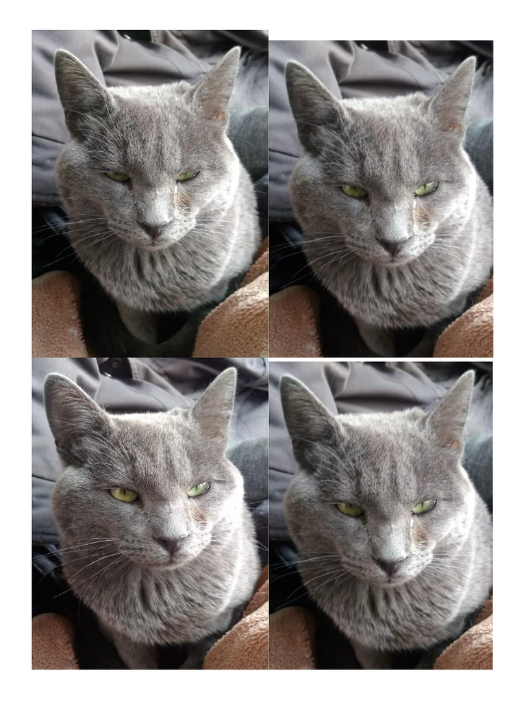 Gato | PDF
