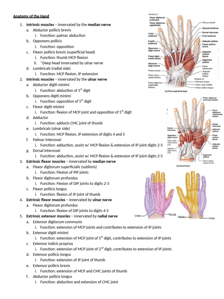 Anatomy Review | PDF
