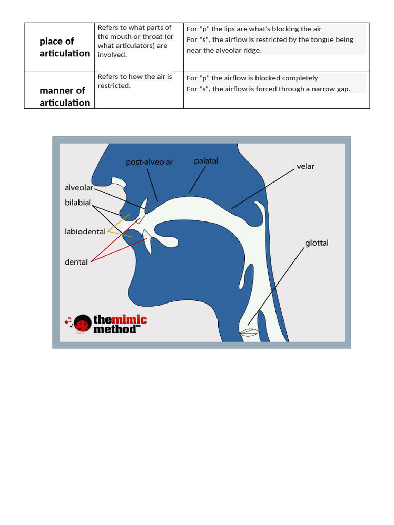 Place of Articulation and Diagrams | PDF