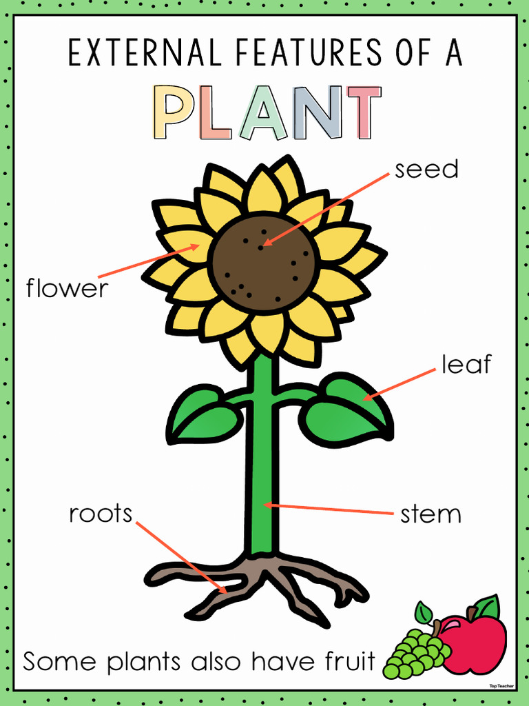 External Features of A Plant Poster | PDF
