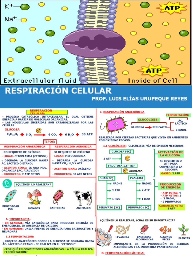 BIOLOGÍA RESPIRACIÓN CELULAR | PDF