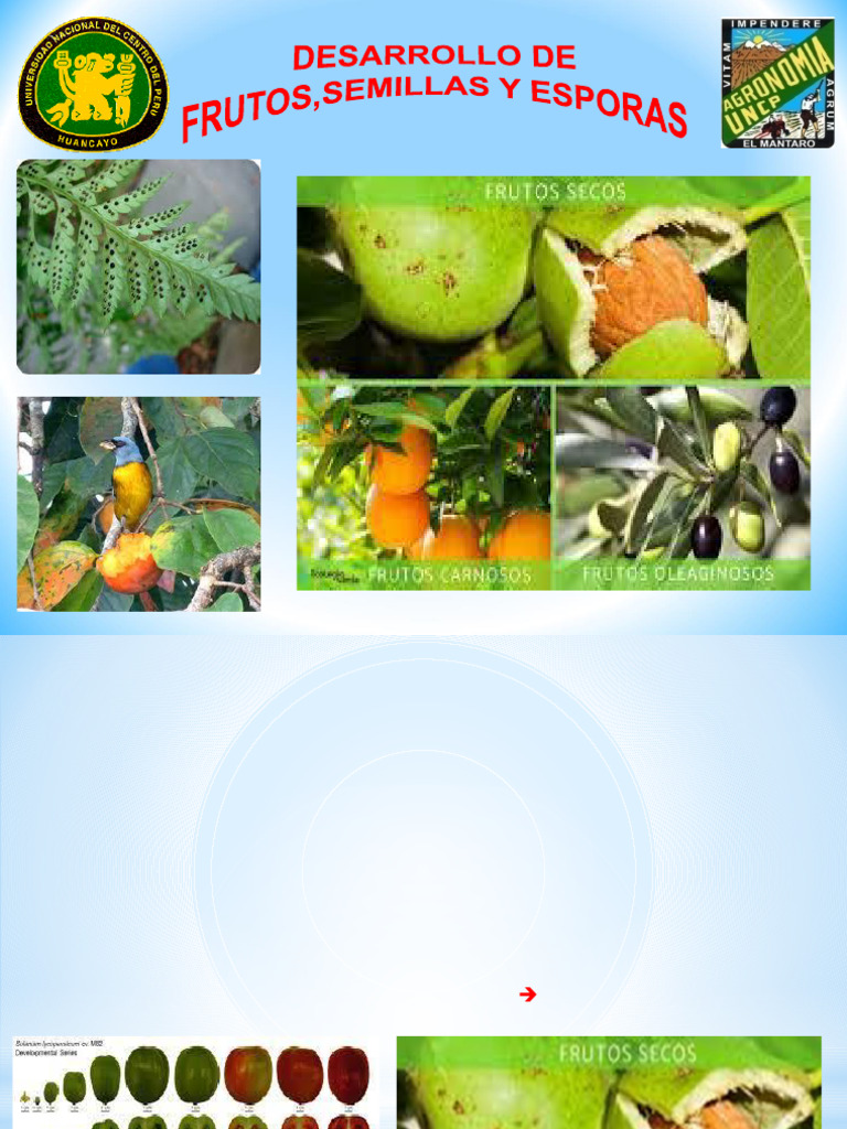 Desarrollo de Frutos Semillas y Esporas | PDF
