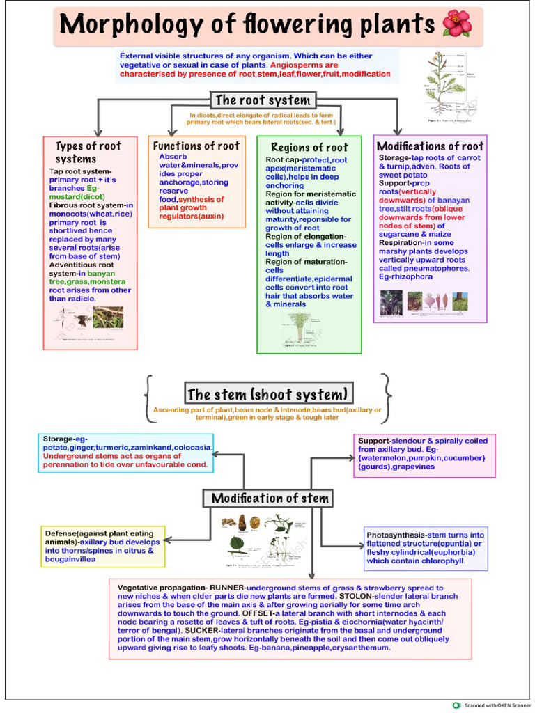 Morphology of Flowering Plants Mind Map | PDF