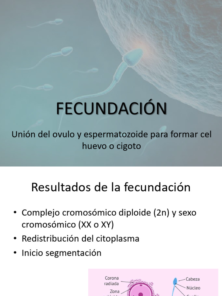 Fecundacion - Euge | PDF