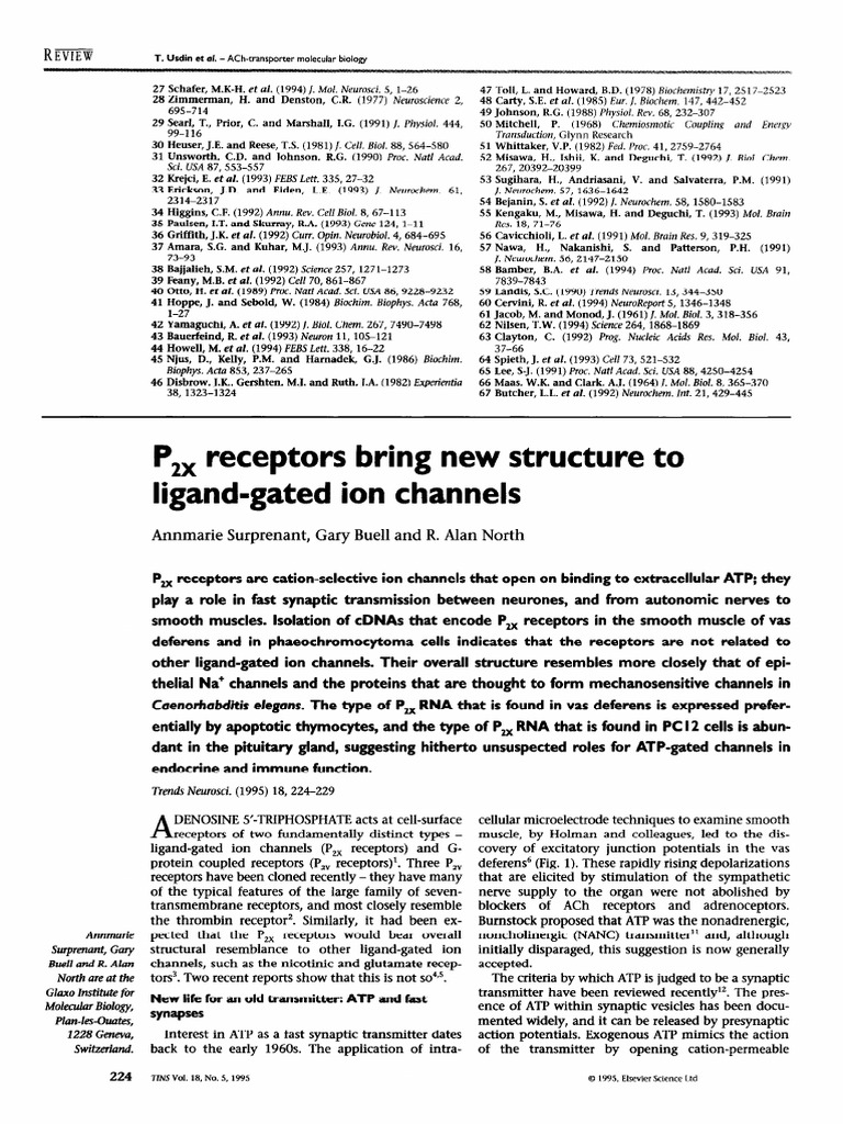 P2X Receptor Structure | PDF