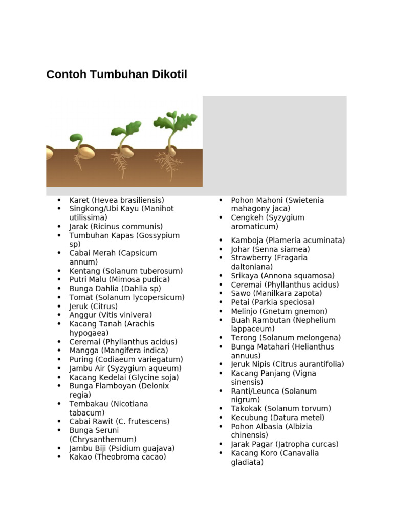 Contoh Tumbuhan Dikotil | PDF