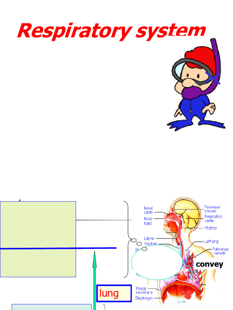 Chapter 16 Respiratory System | PDF