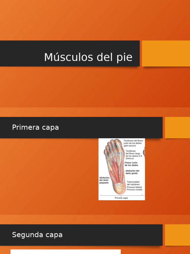 Músculos del pie | PDF