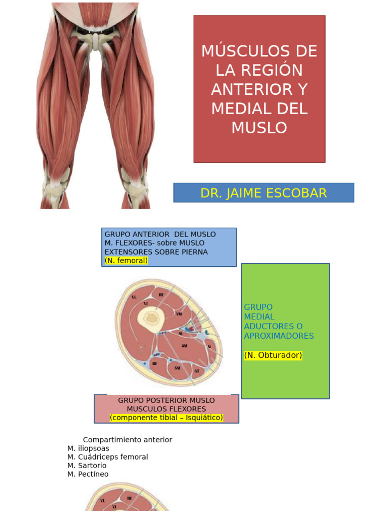 Anatomía de los músculos del muslo | PDF | Cadera | Tejido suave