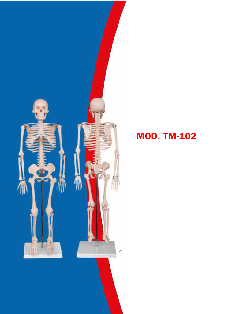 TM-102 - Esqueleto de Color Natural de 85 CM - Tech-Model | PDF