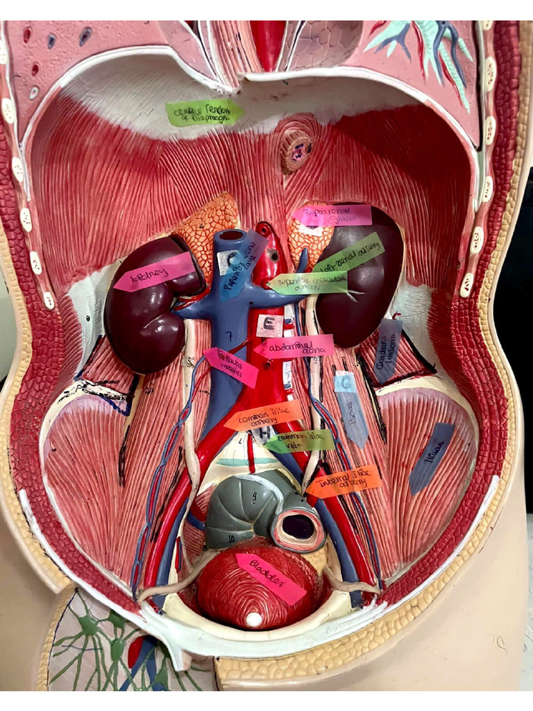 GIT Models Labled | PDF