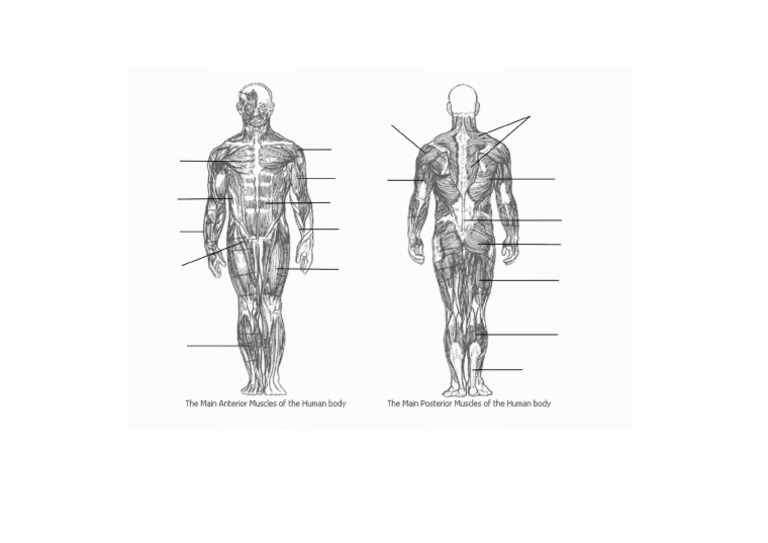 2) Labelling Skeletal System... | PDF