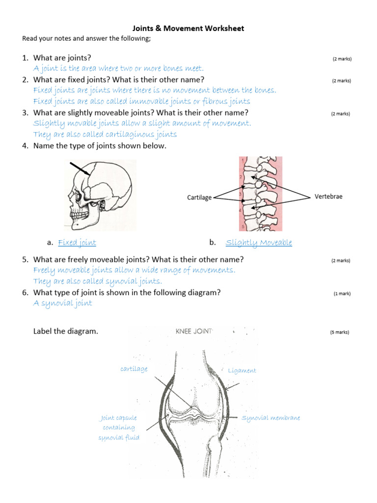 Joints & Movement Worksheet-Answers | PDF