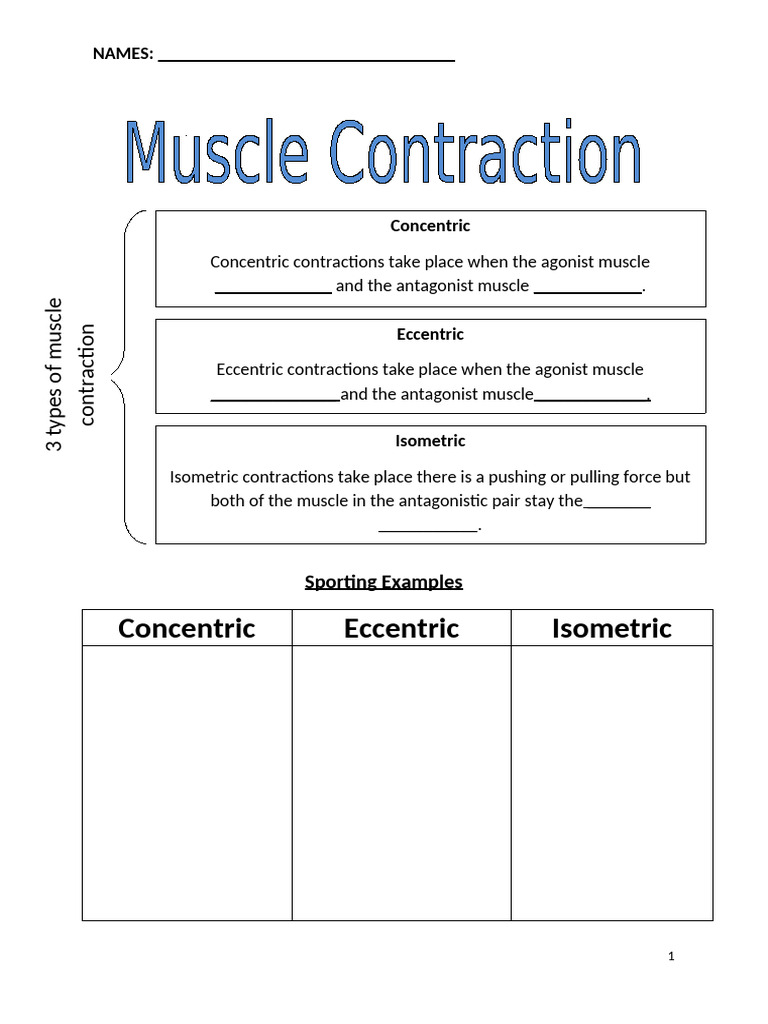 Muscle Contraction Worksheet | PDF