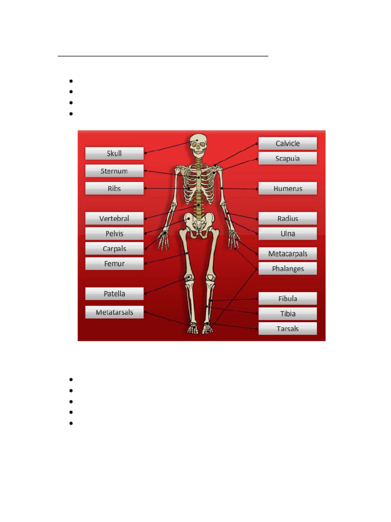 The Skeletal System Work Sheets | PDF