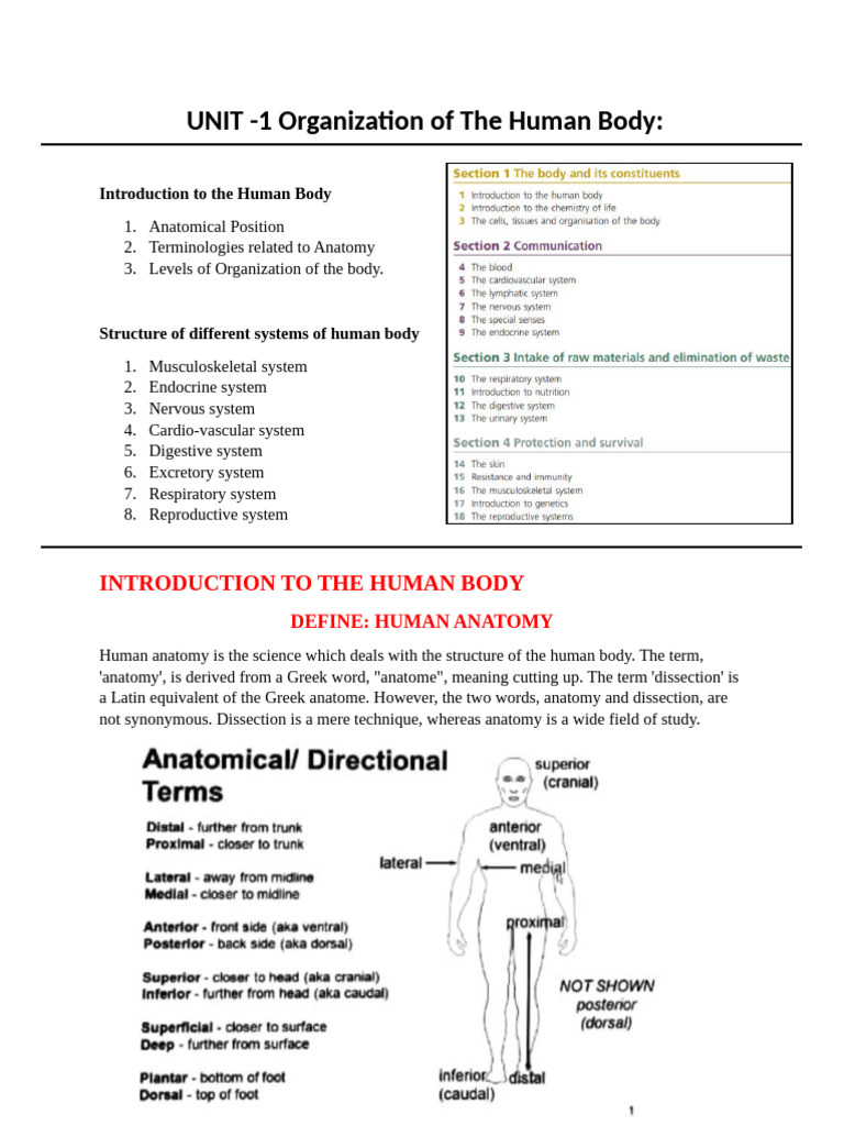 Anatomy Sem Notes | PDF