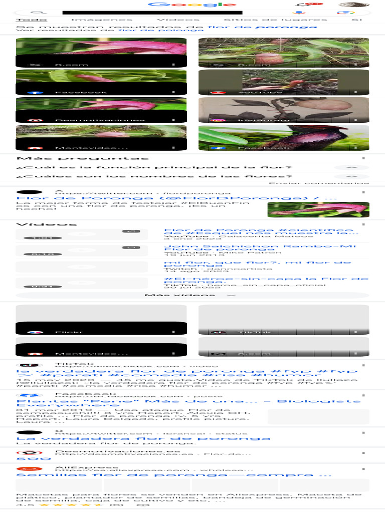 Flor de Polonga - Buscar Con Google | PDF