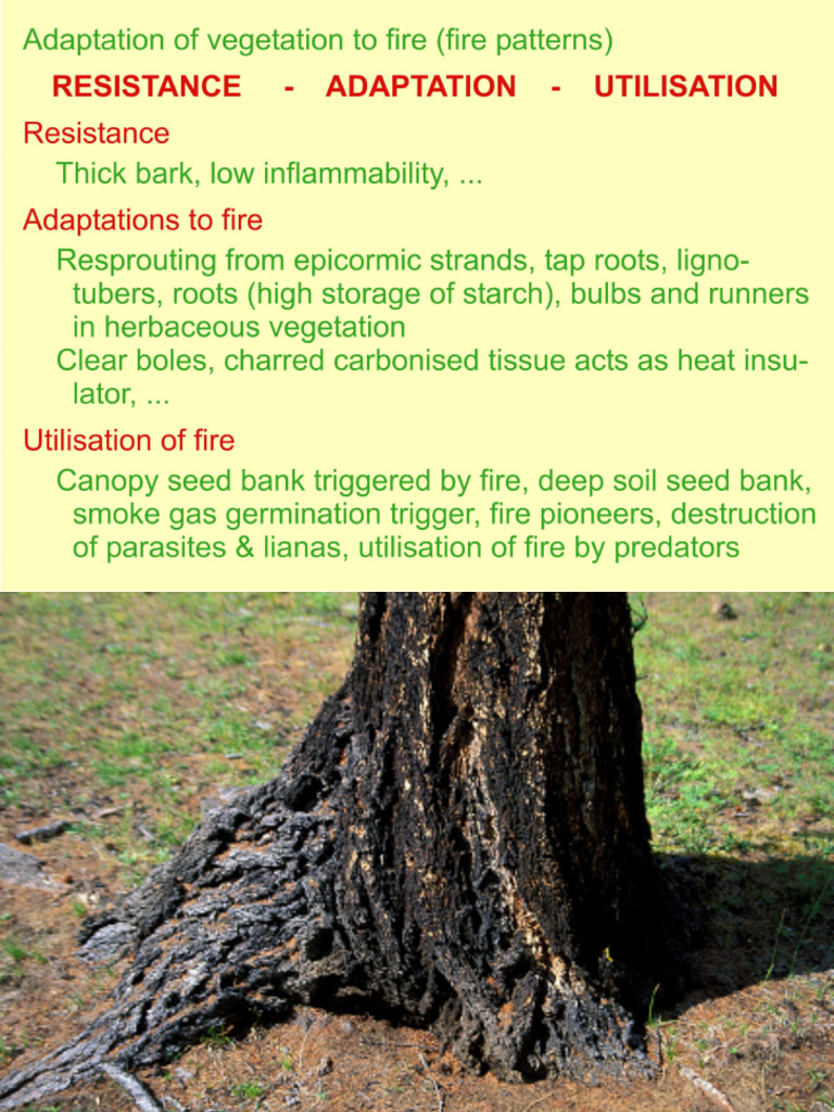 Adaptation of Vegetation To Fire-4 | PDF