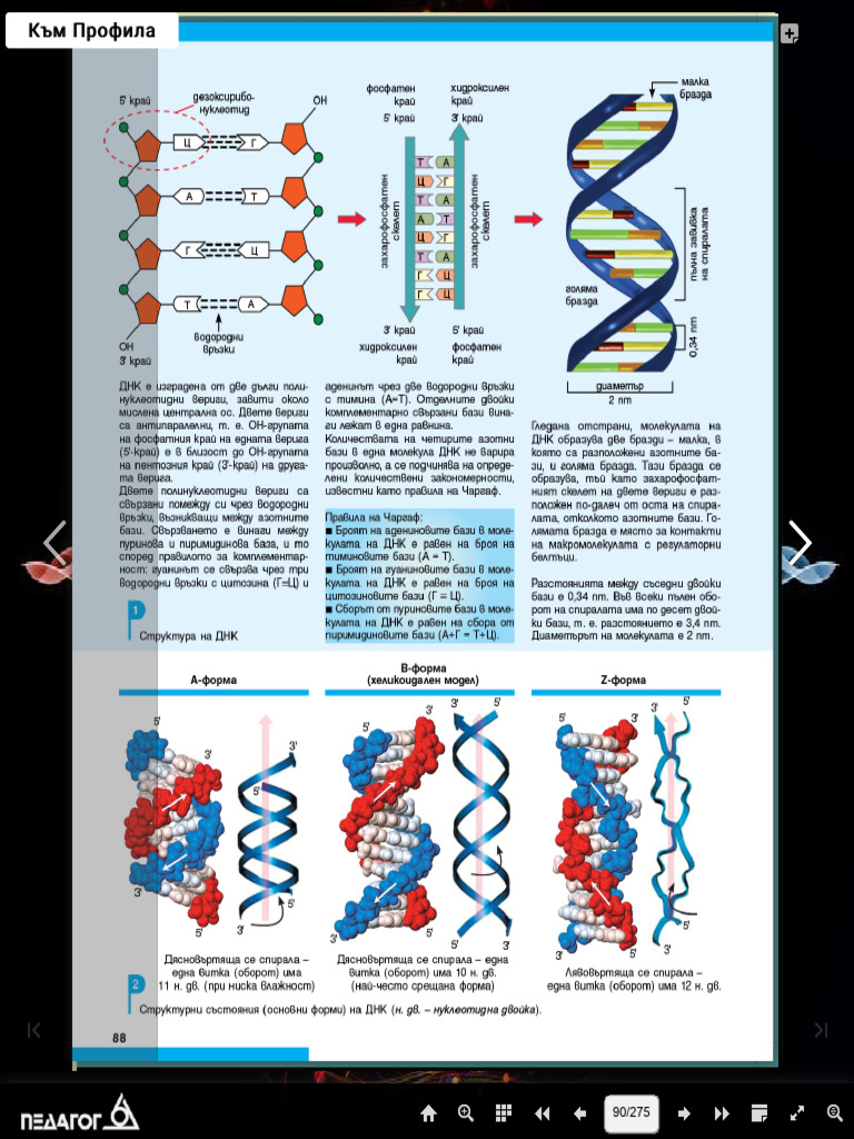 бзо 11 Клас Клетката Елементарна Би 10 Pdf