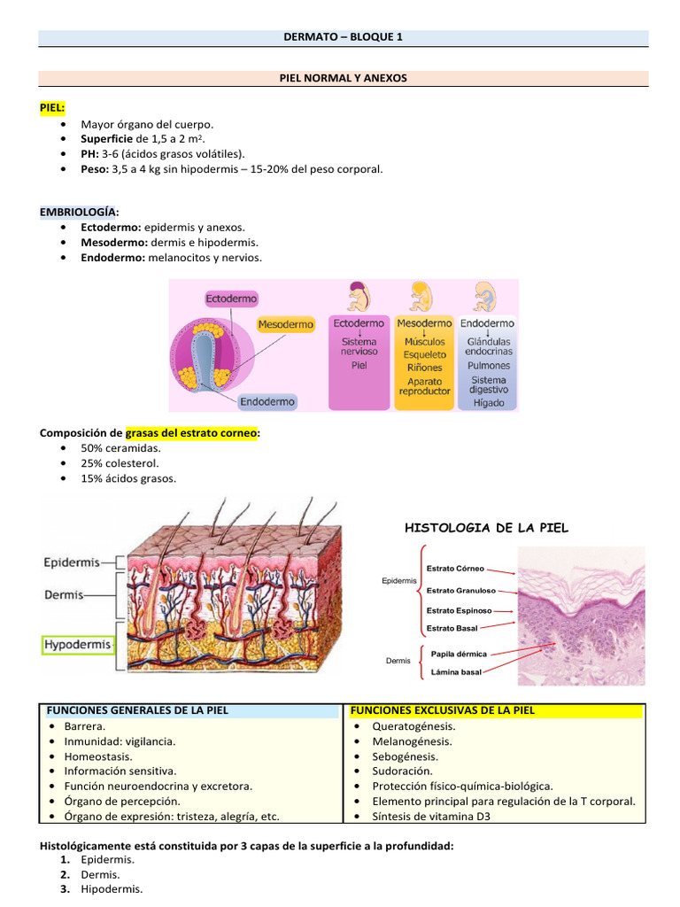 Dermatologia Bloque 1 Resumen | PDF