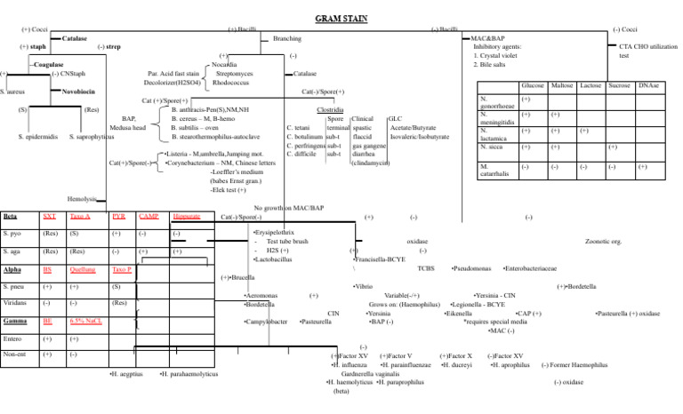 Bacteriology - GRAM STAIN DIAGRAM | PDF
