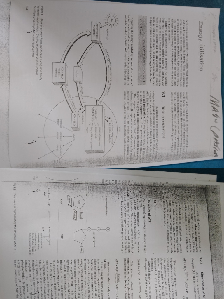 Respiration Notes | PDF