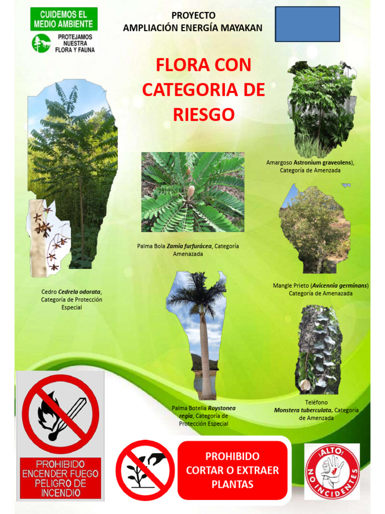 Flora Nom 059 Semarnat 2010 | PDF